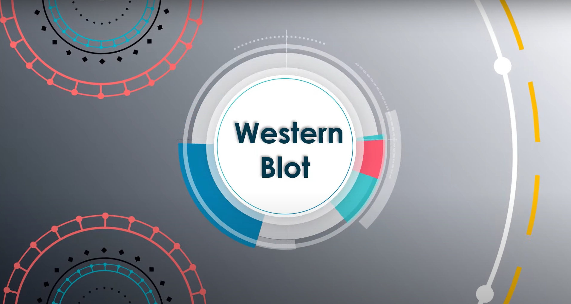 Western Blot Method - Animated Video - Undergraduate Teaching Labs (UGTL)